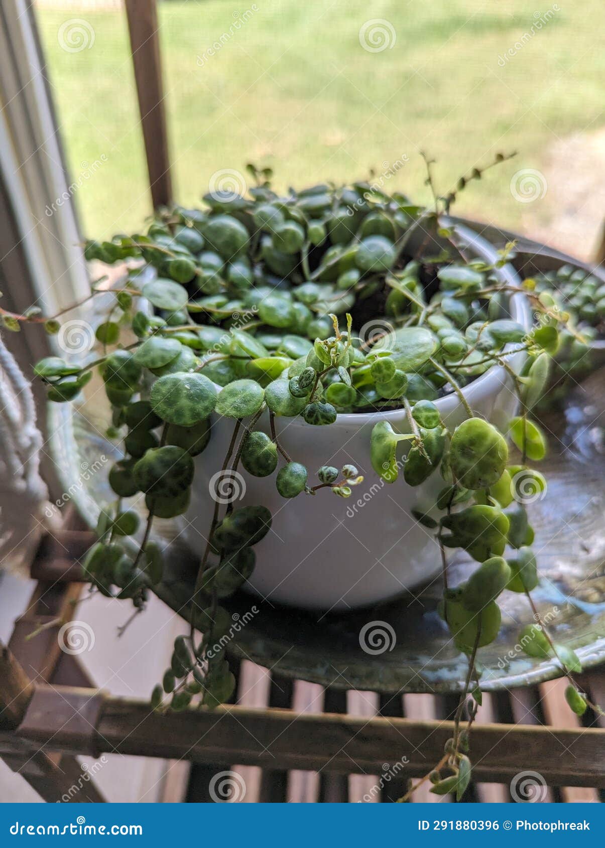 String of Turtle Shells Plant on Shelf Stock Photo - Image of plant ...