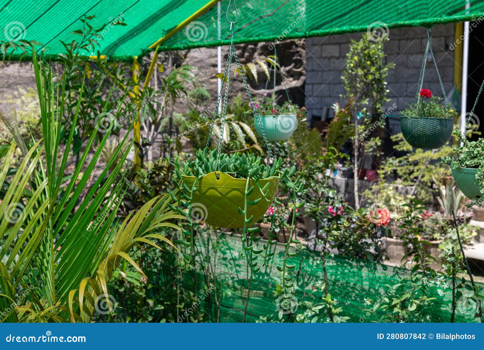 String of Watermelons in a Hanging Pot Stock Photo - Image of banana ...
