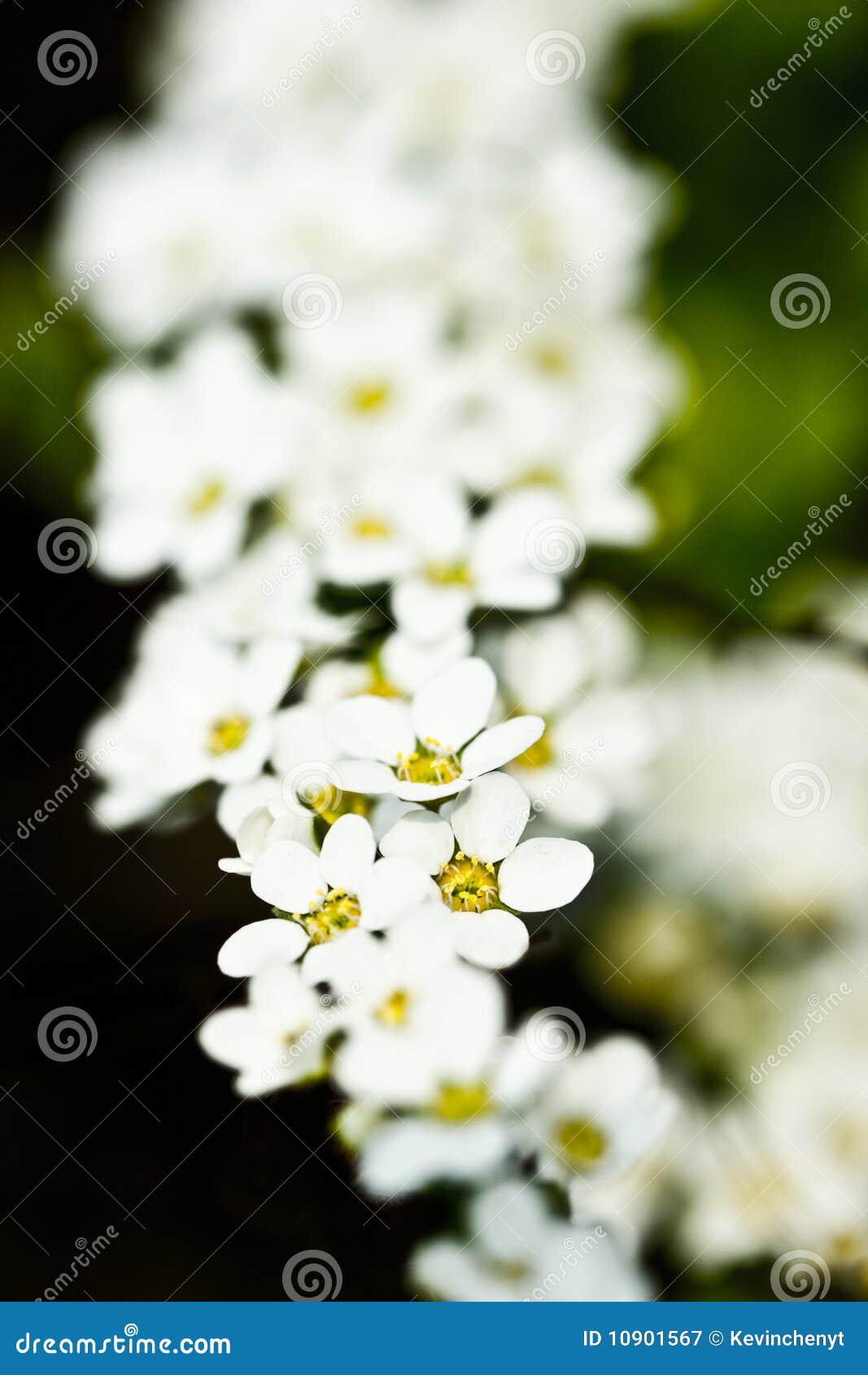 A String of White Flowers stock image. Image of elegant - 10901567