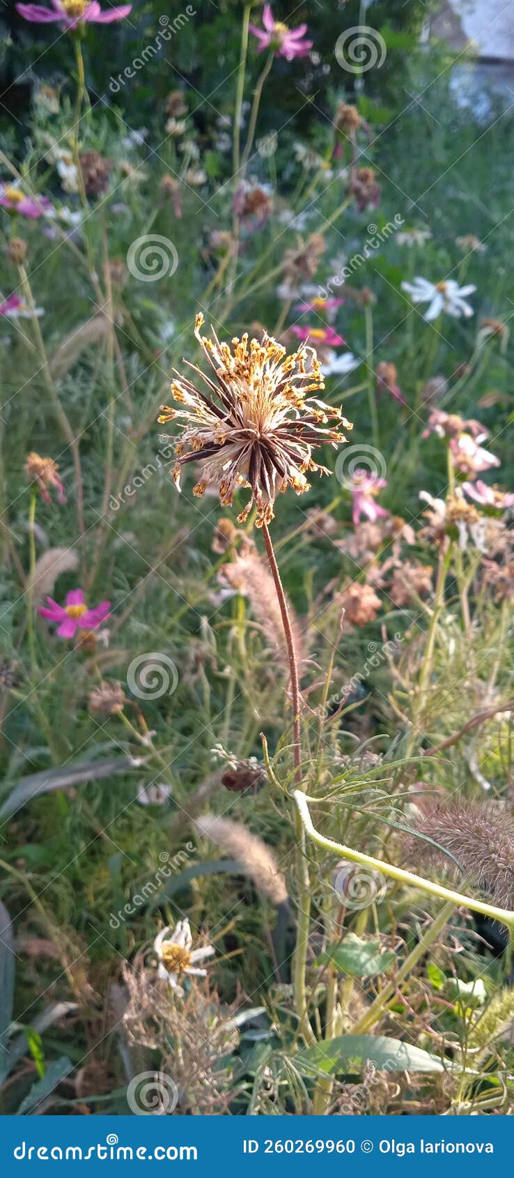 A String of Withered Plant Grows in the Grass. Stock Photo - Image of ...