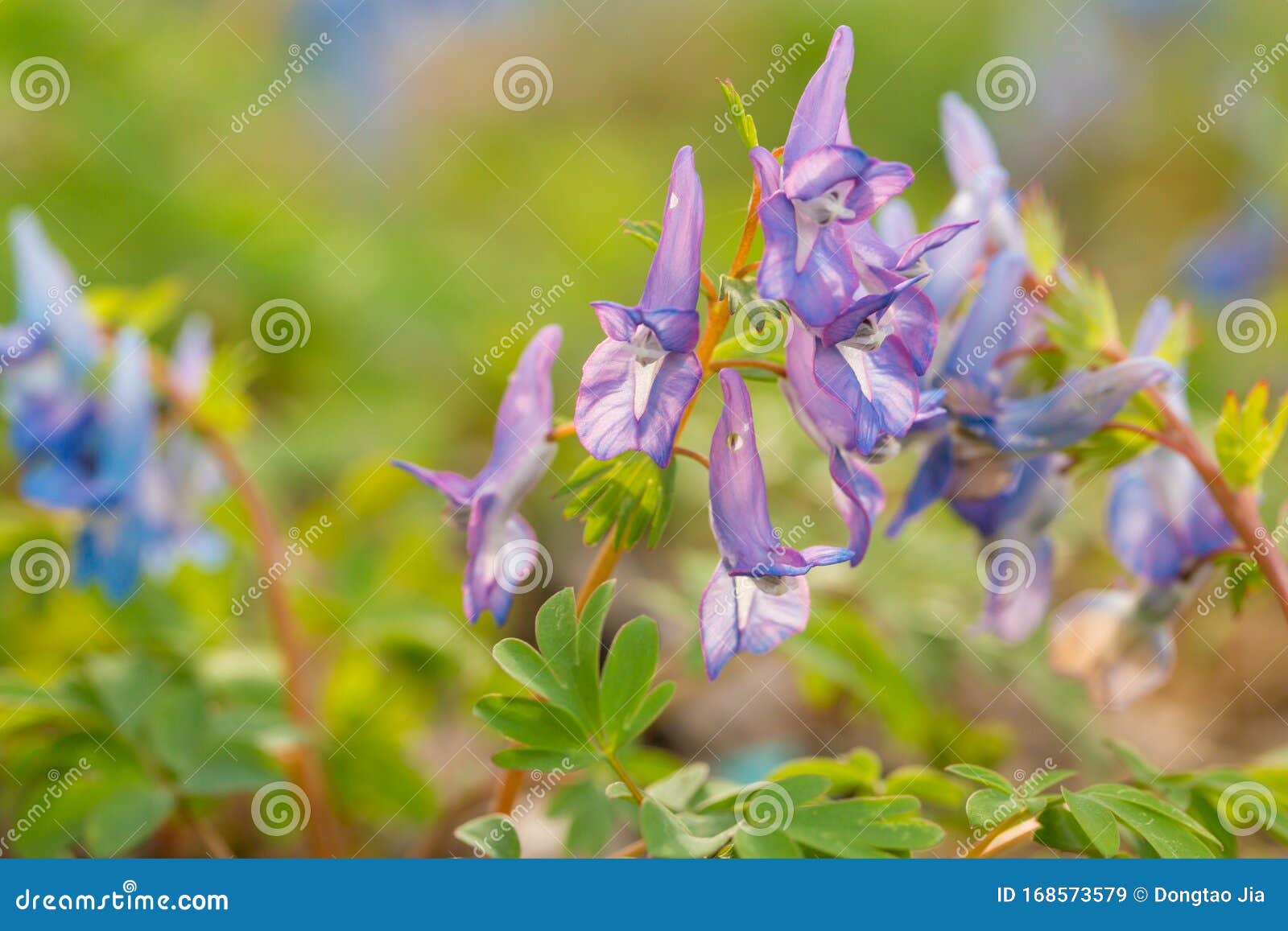 Strings of Blue and Purple Wild Flowers Stock Image - Image of green ...