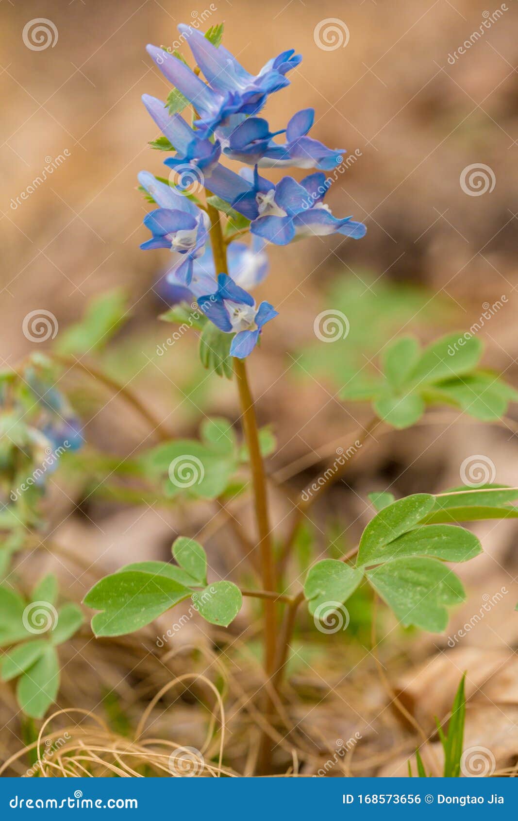 Strings of Blue and Purple Wild Flowers Stock Photo - Image of korea ...