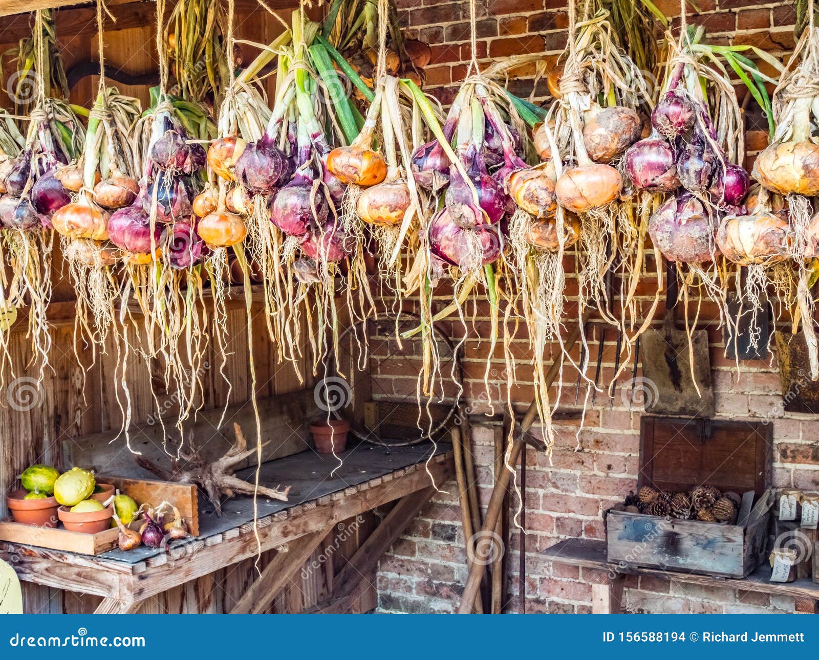 Strings of Onions of Various Colours in a Garden Shed and Drying Stock ...
