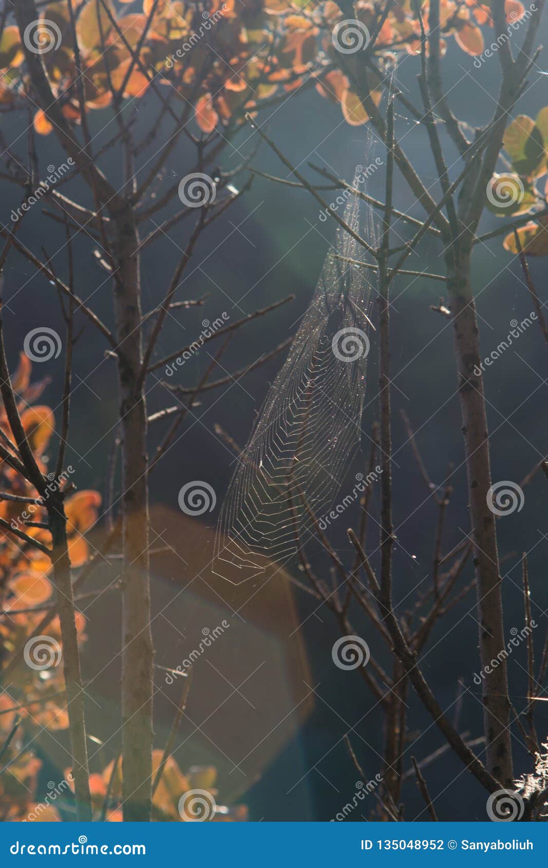 Strings of a Spider`s Web in Back Light in Forest. with Out Spider ...