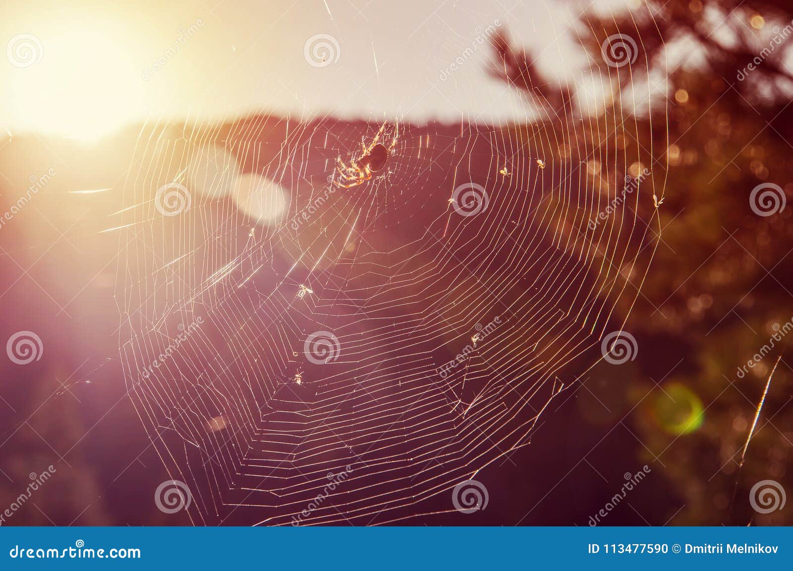 Strings of a Spider S Web in Back Light in Forest Stock Photo - Image ...