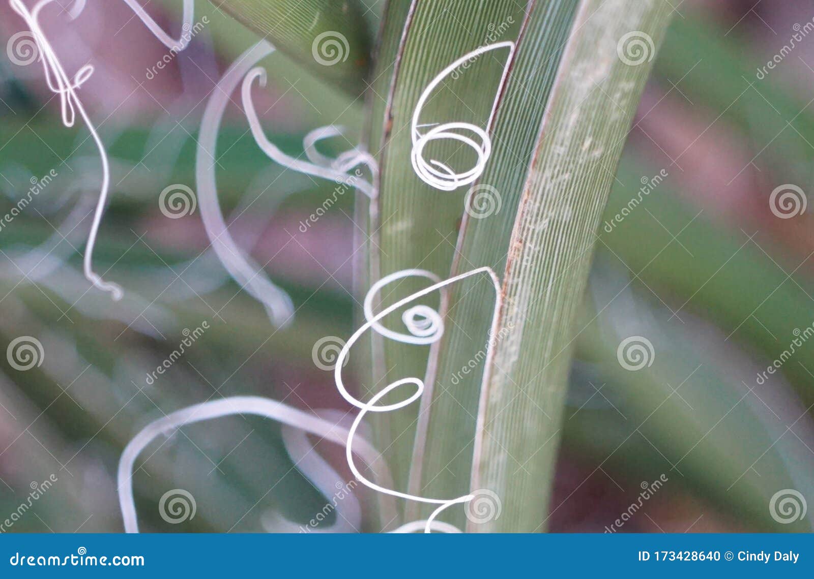 Strings on Yucca Plant Stalk Stock Photo - Image of abstraction, strings: 173428640