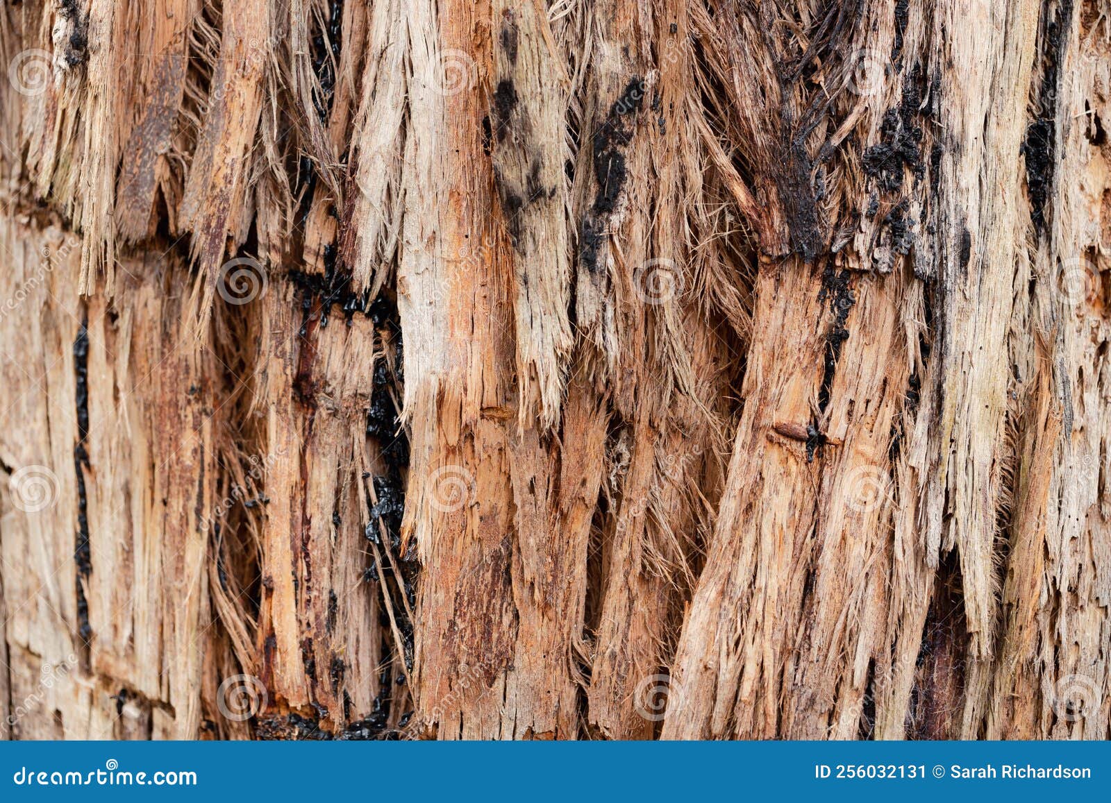 The Trunk Of A Scribbly Gum Tree At Dunns Swamp In Wollemi National ...