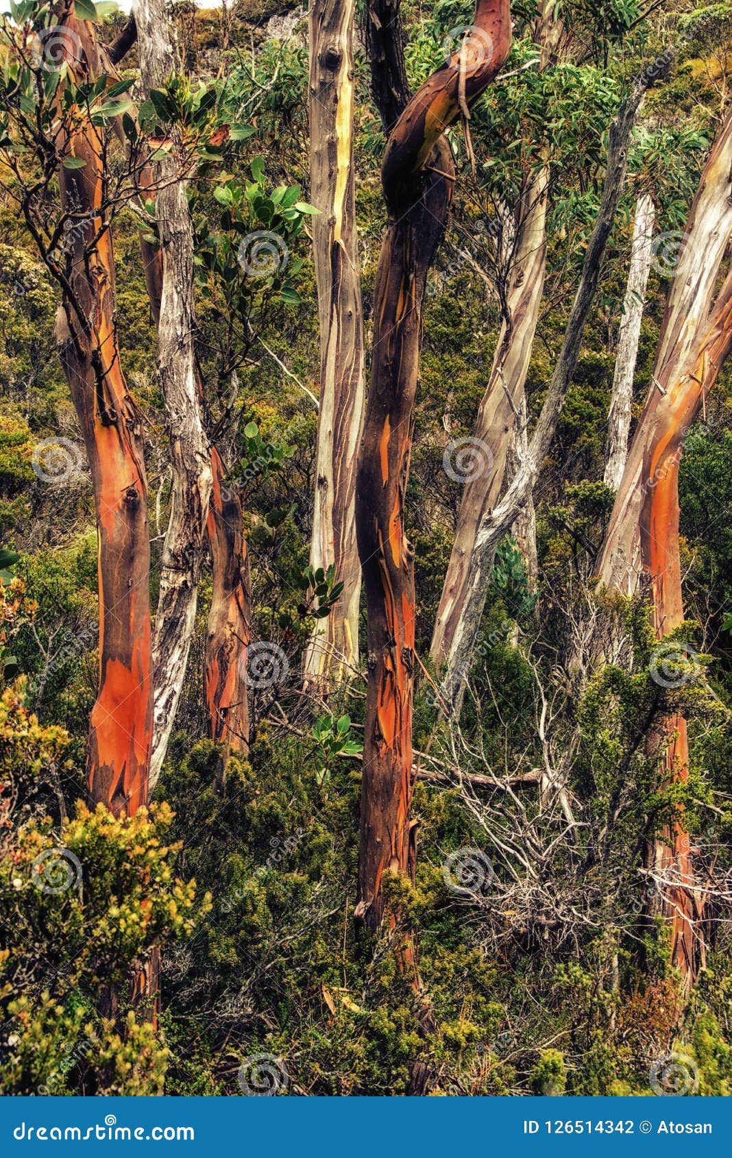 Stringy Bark Forest, Tasmania Stock Photo - Image of australia, forest ...
