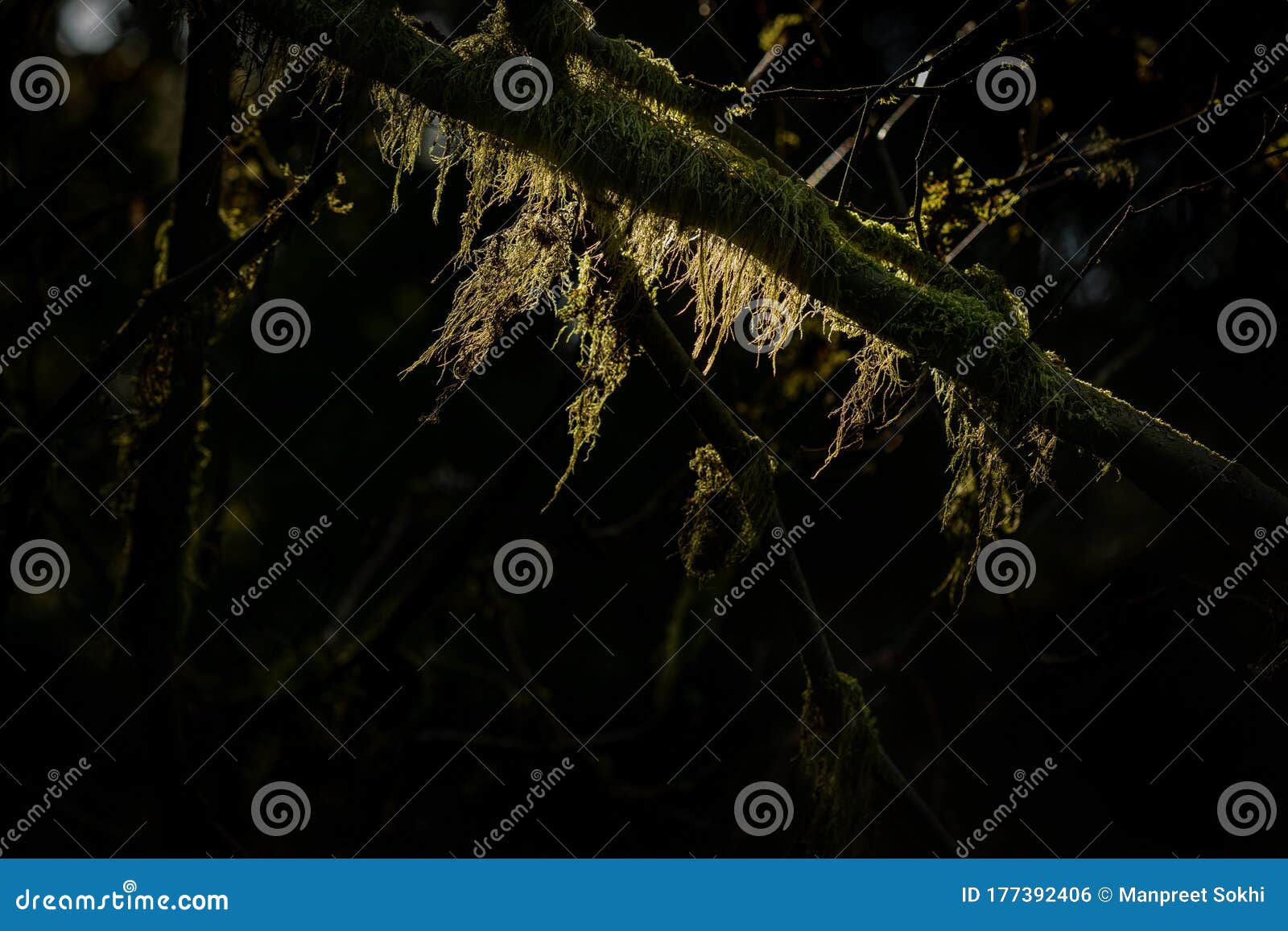 Stringy Moss Hanging from the Branches of Vine Maple Tree Caught in the ...