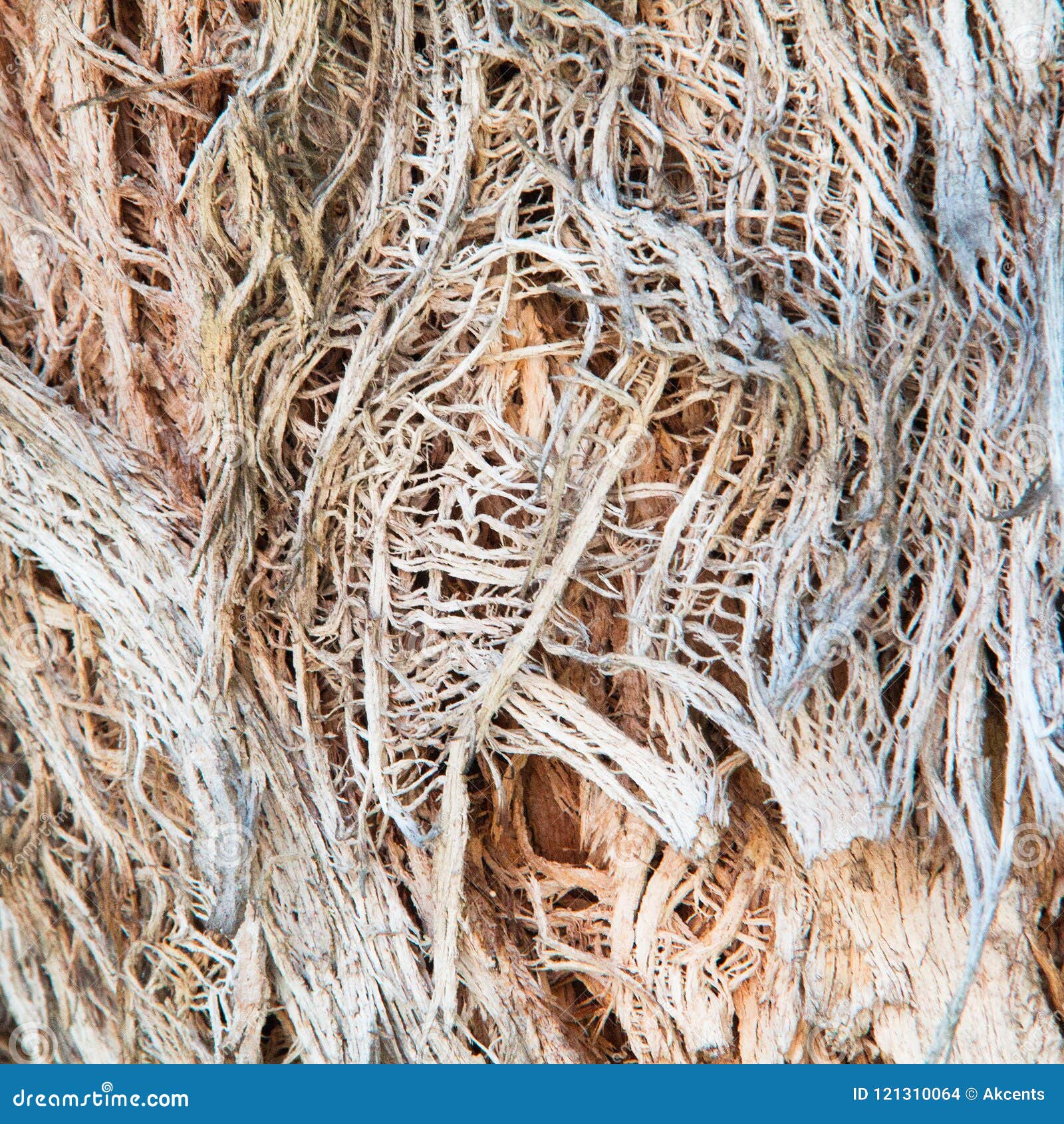 Stringy Peeling Gnarled Tree Trunk Stock Photo - Image of black, macro ...