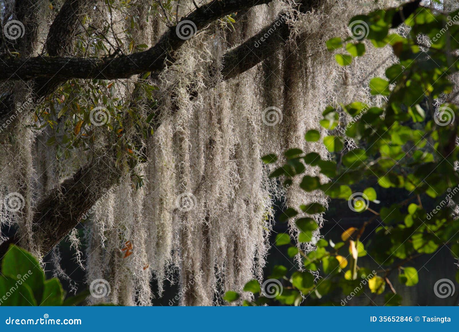 Stringy Tree stock photo. Image of branch, stringy, leaves - 35652846