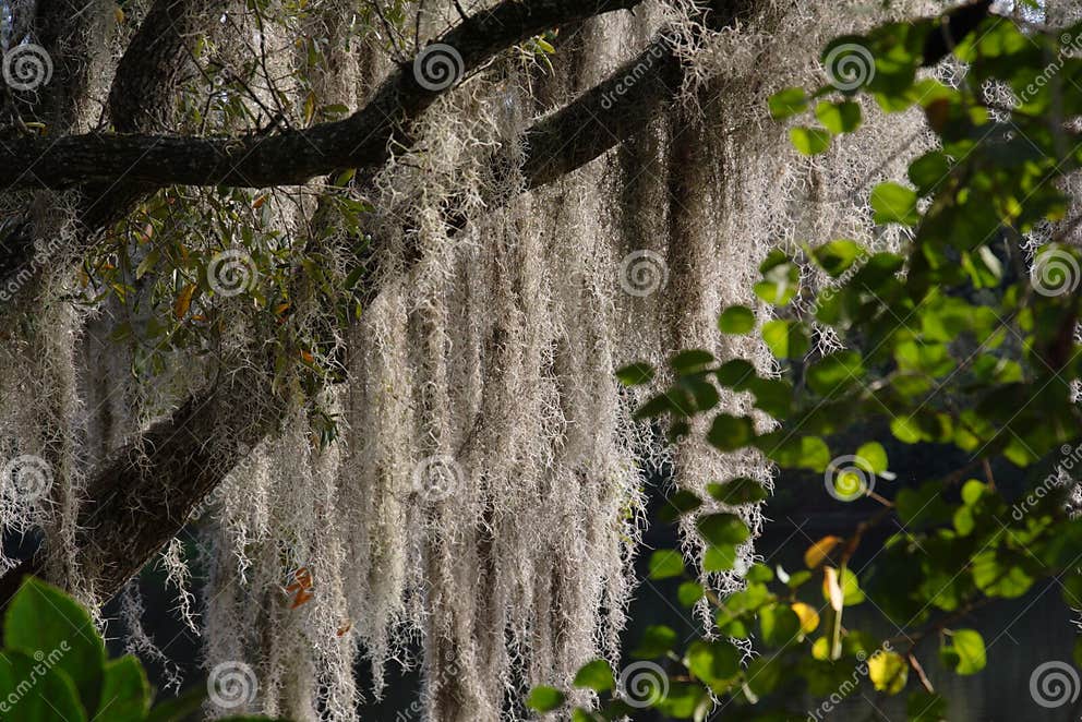 Stringy Tree stock photo. Image of branch, stringy, leaves - 35652846