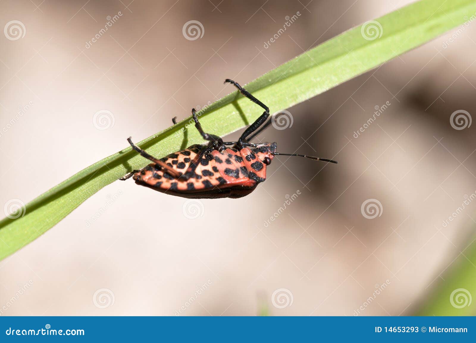 stock image. Image of stripes, graphosoma, climbing - 14653293