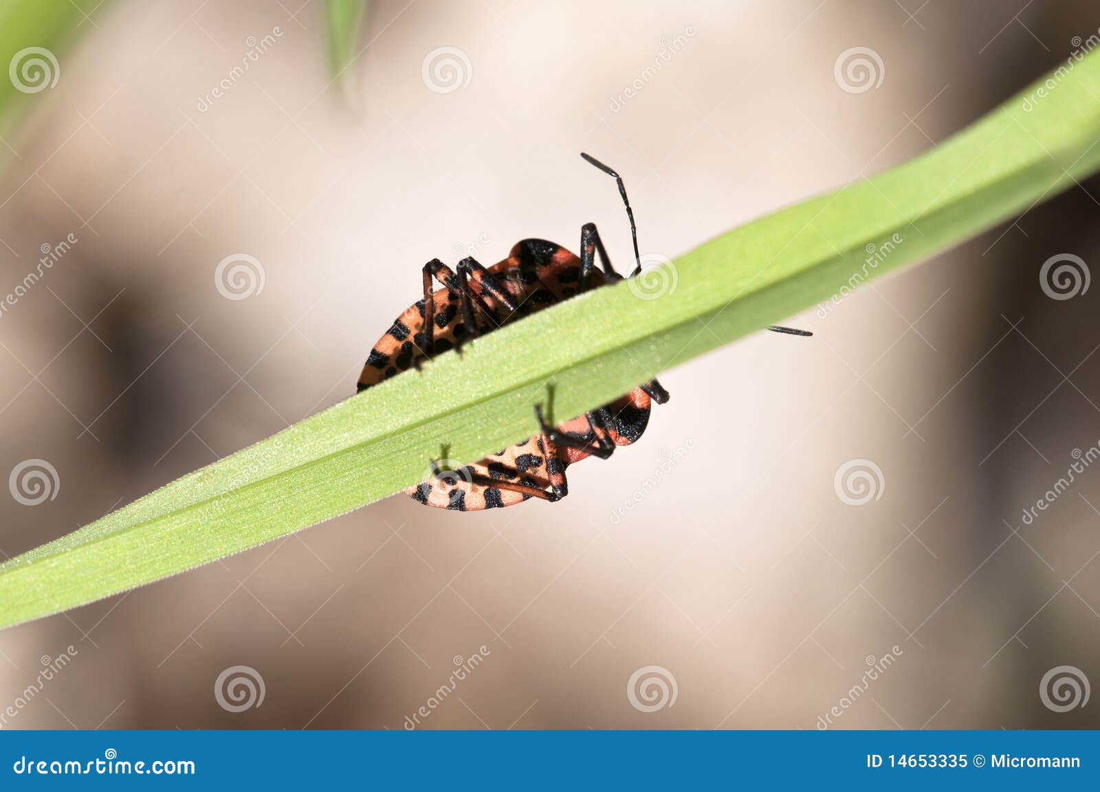 Strip Bug - Graphosoma Lineatum Stock Image - Image of graphosoma ...