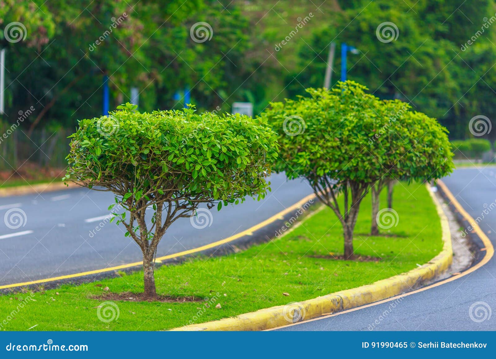 Strip with Green Trees and Grass on Asphalt Road Stock Image - Image of ...