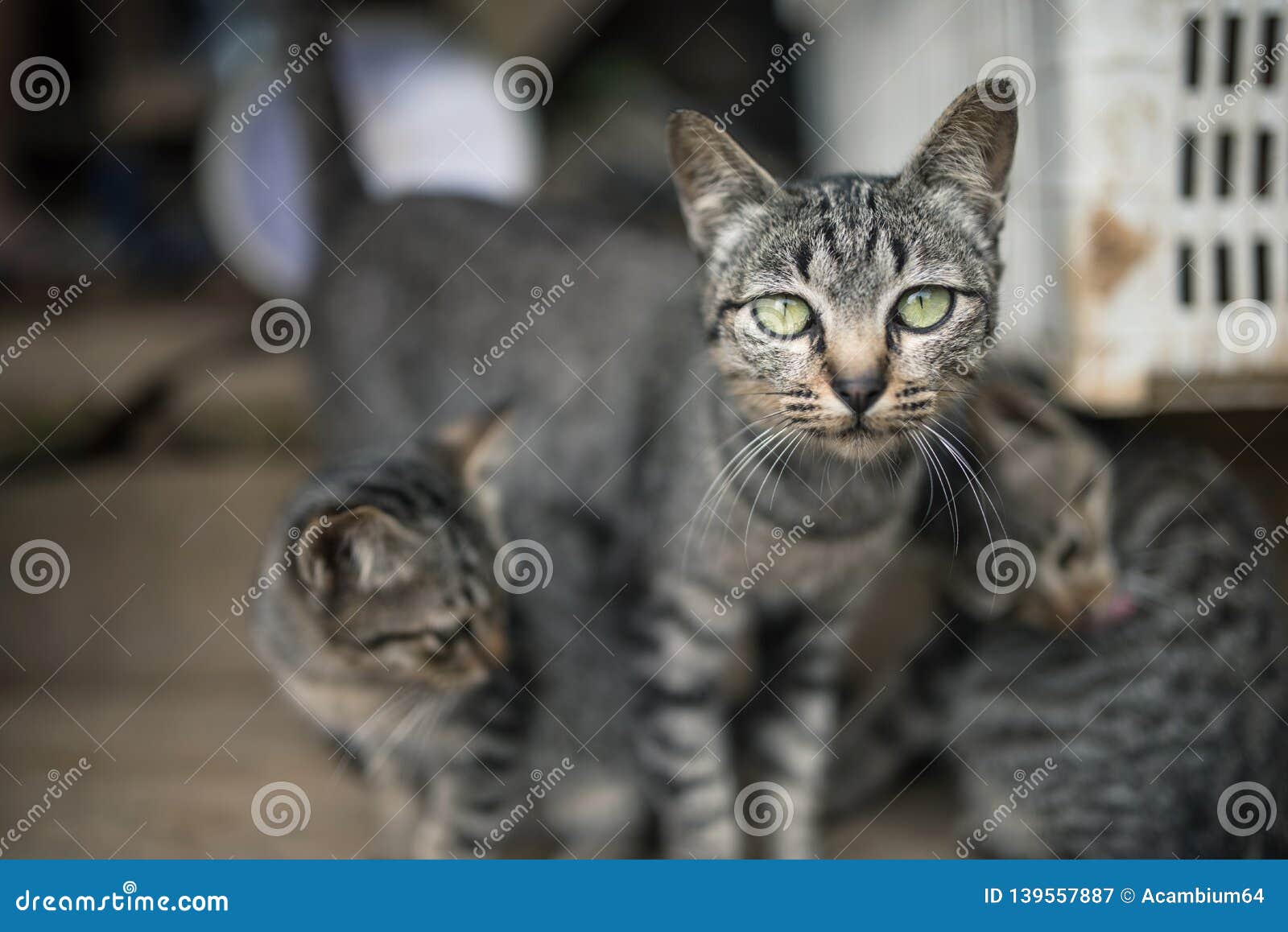 Strip Pattern Cat and Her Kittens Stock Image - Image of hair, cute ...