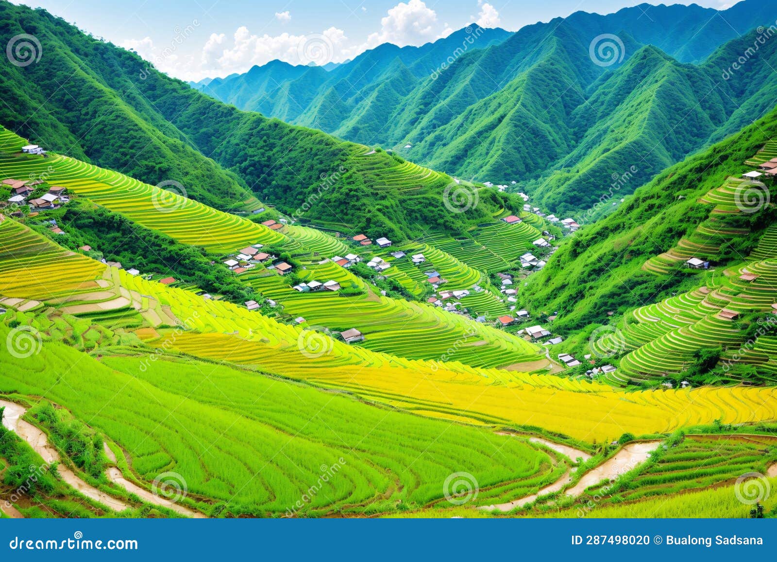 "Strip rice." stock illustration. Illustration of nature - 287498020
