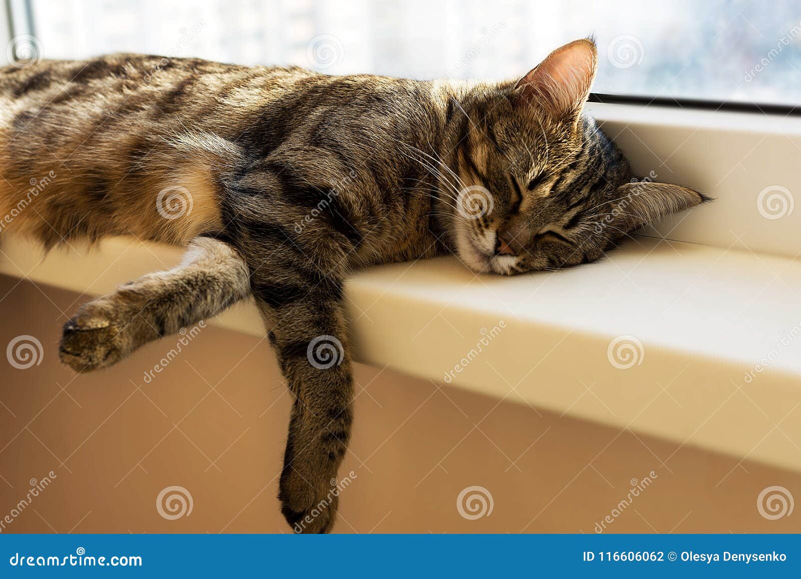 Stripe Cat Napping and Lying on a Windowsill Stock Photo - Image of ...
