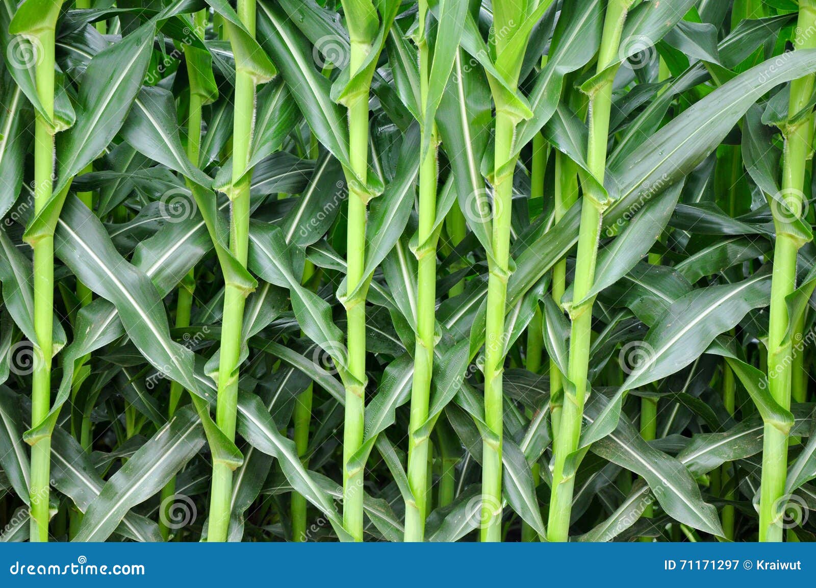 Stripe corn plant stock image. Image of plant, dense - 71171297