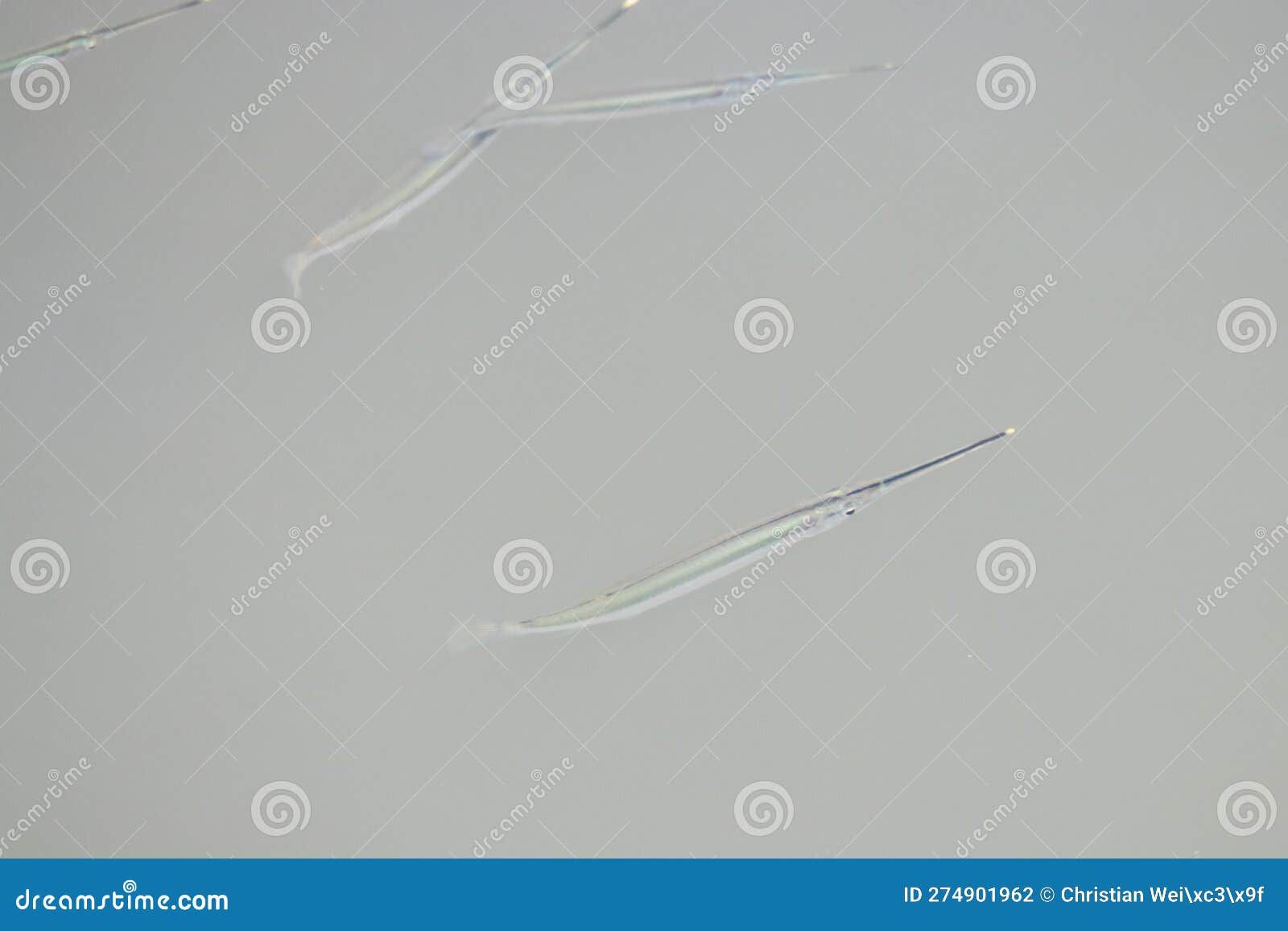 Stripe-nosed Halfbeak, Zenarchopterus Buffonis, in Muddy Water Tidal ...