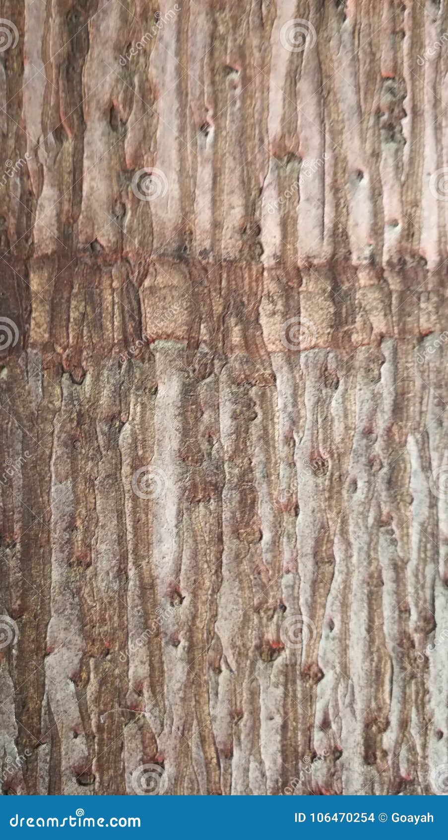 Stripe of palm tree stock photo. Image of texture, stripe - 106470254