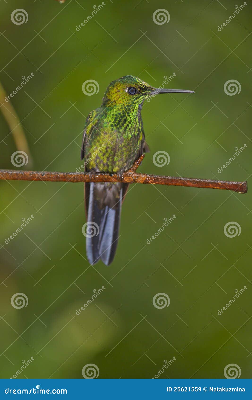 The Stripe-tailed Hummingbird Stock Image - Image of exima, bird: 25621559