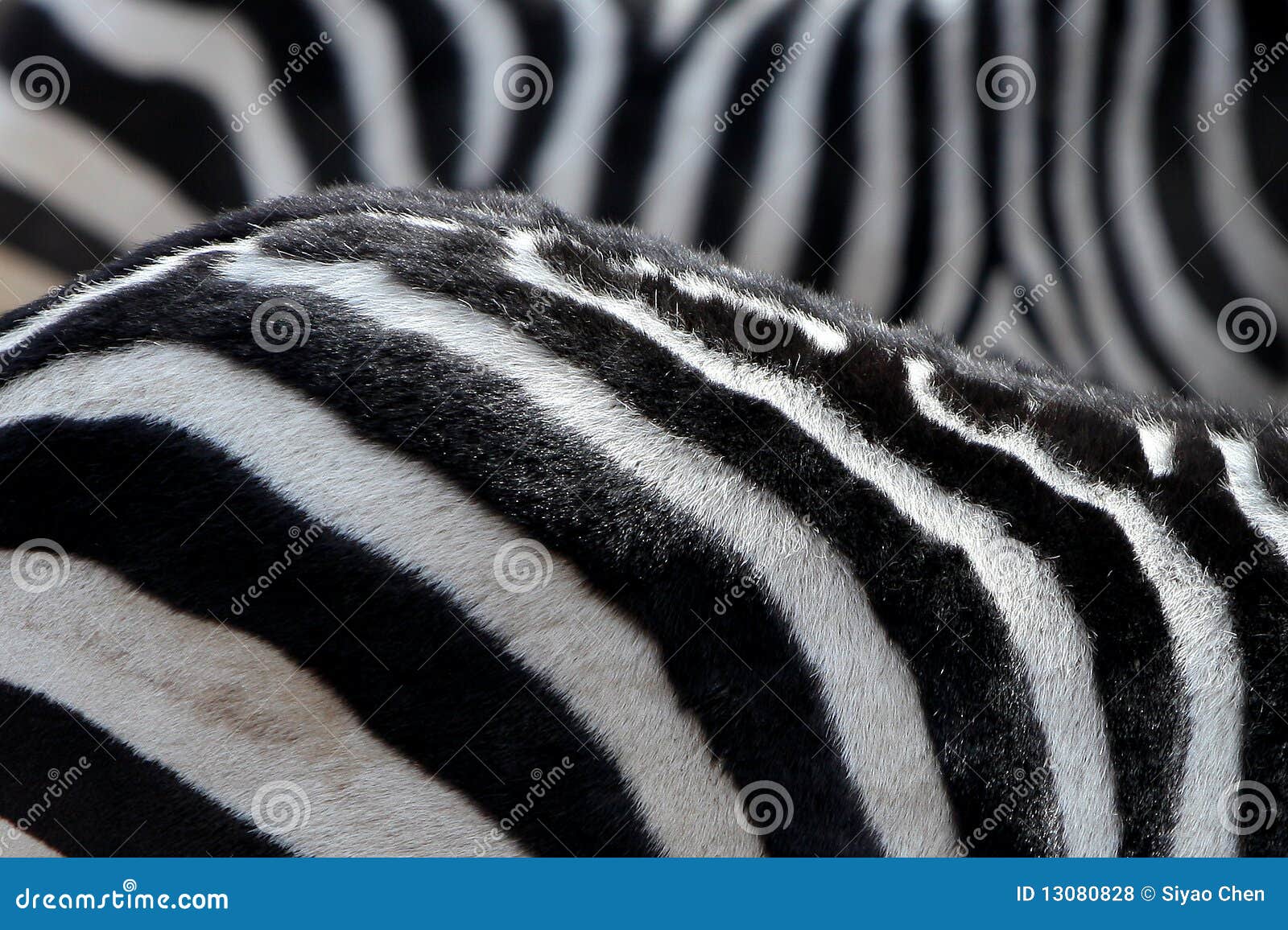 Stripe of zebra stock photo. Image of background, textures - 13080828