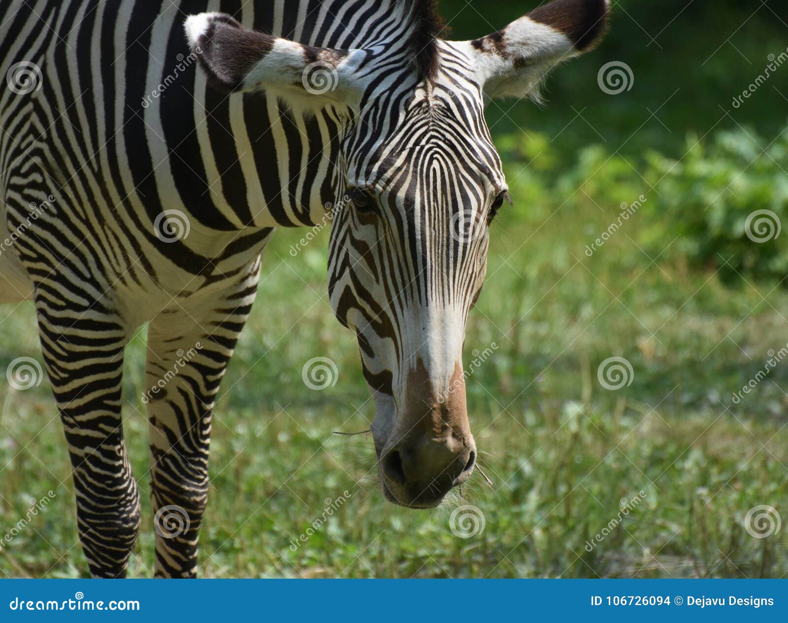 Striped African Zebra Face in a Field of Grass Stock Photo - Image of ...