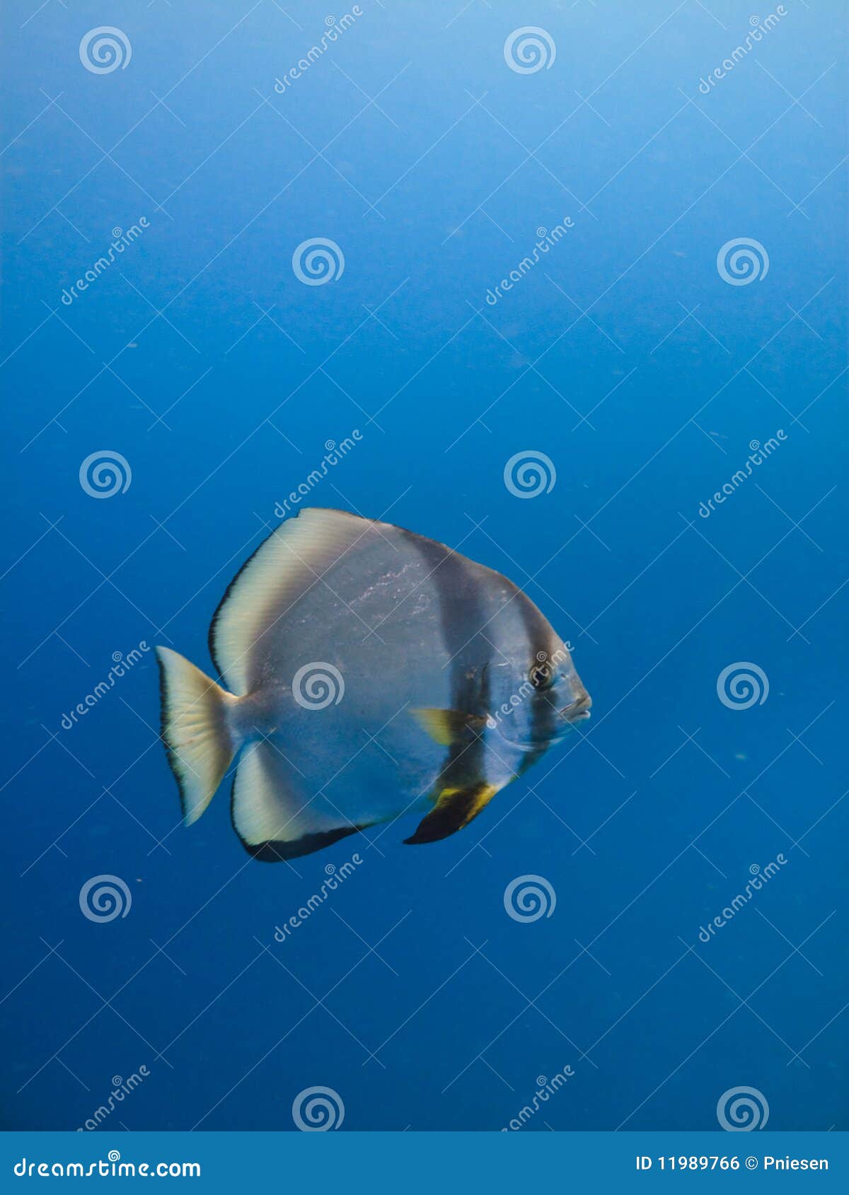 Striped Angelfish at Great Barrier Reef Australia Stock Photo - Image ...