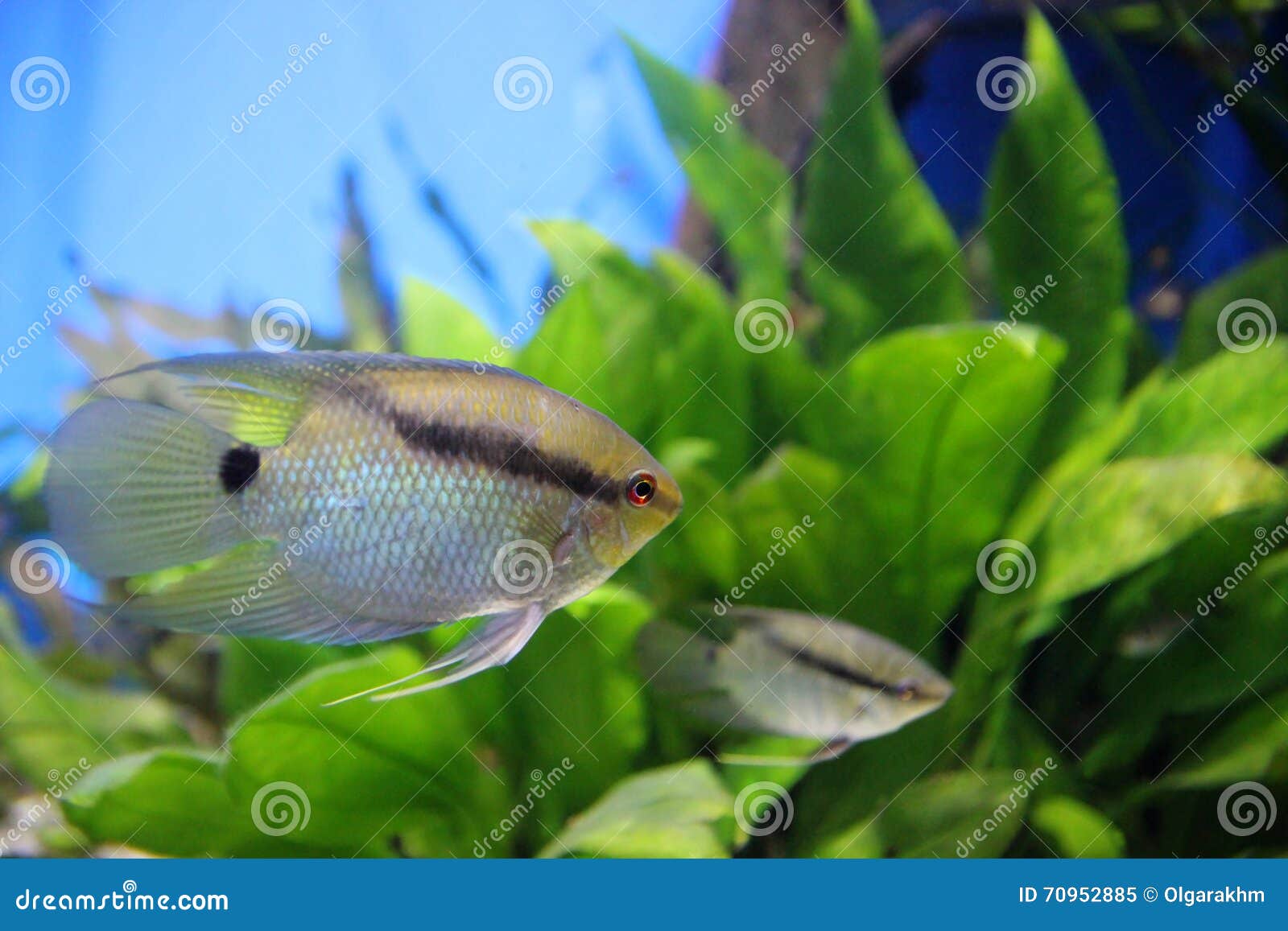 Striped Aquarium Fish Close Up Stock Image - Image of beauty, close ...