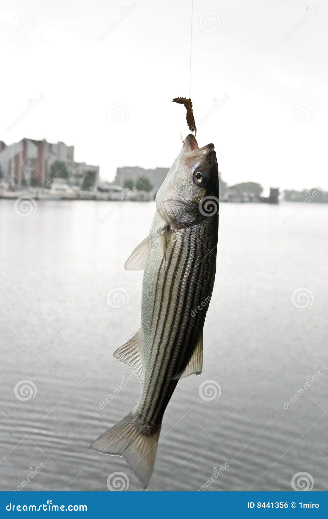 Striped bass stock photo. Image of fishing, bass, water - 8441356