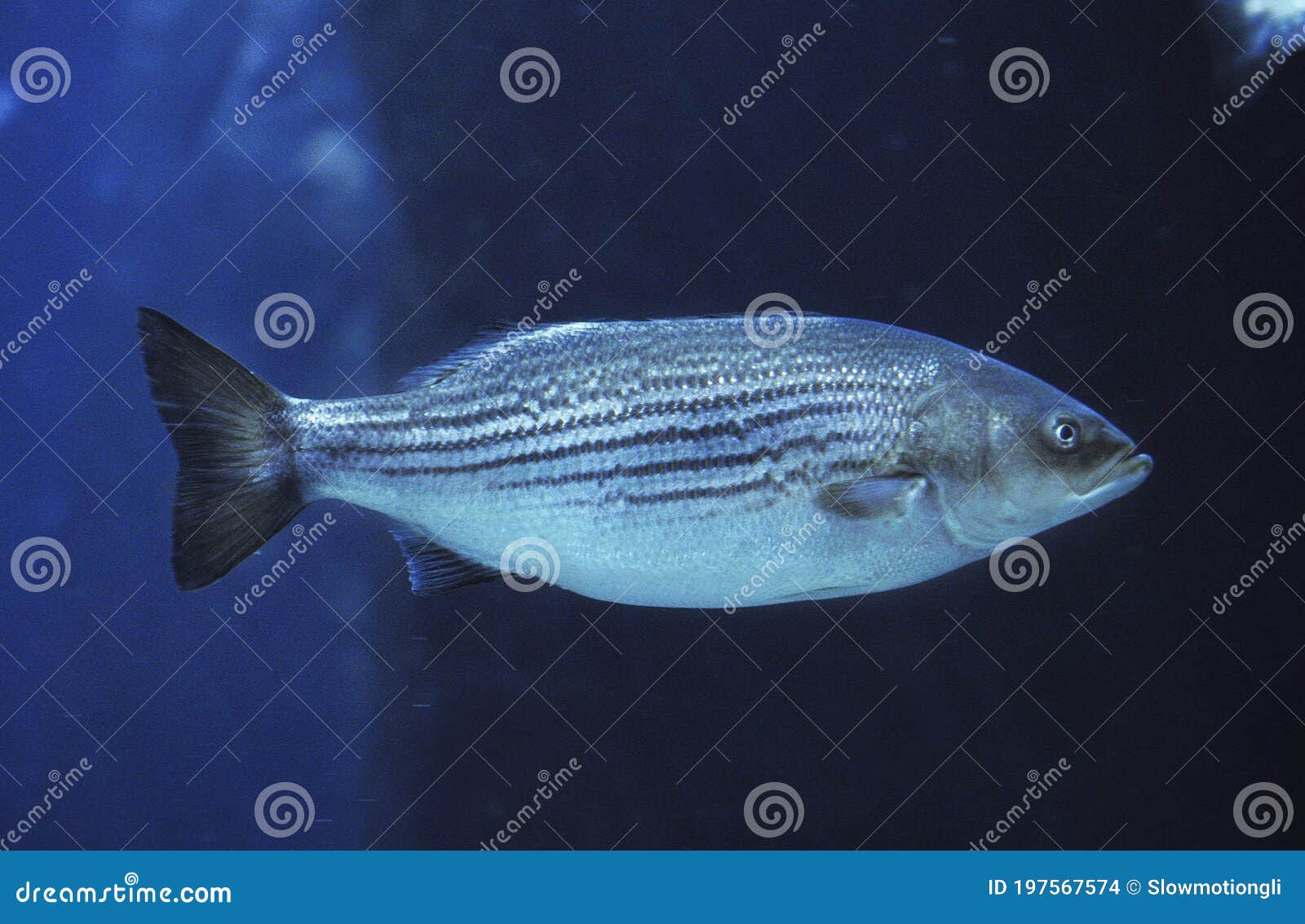 Striped Bass, Morone Saxatilis Stock Photo - Image of marine, america ...
