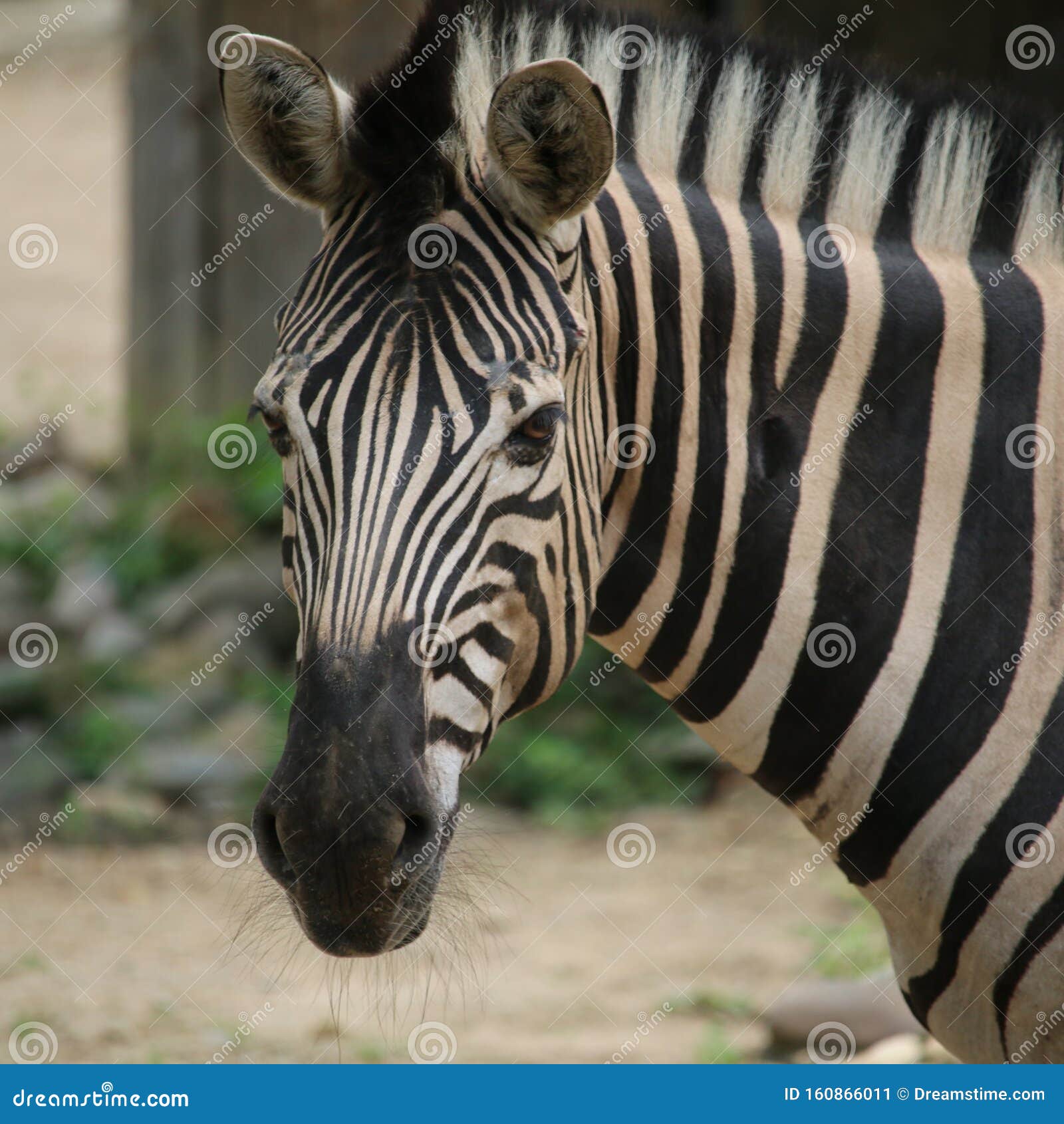 Striped Beauty Zebra Philly Zoo Stock Image - Image of beauty, striped ...