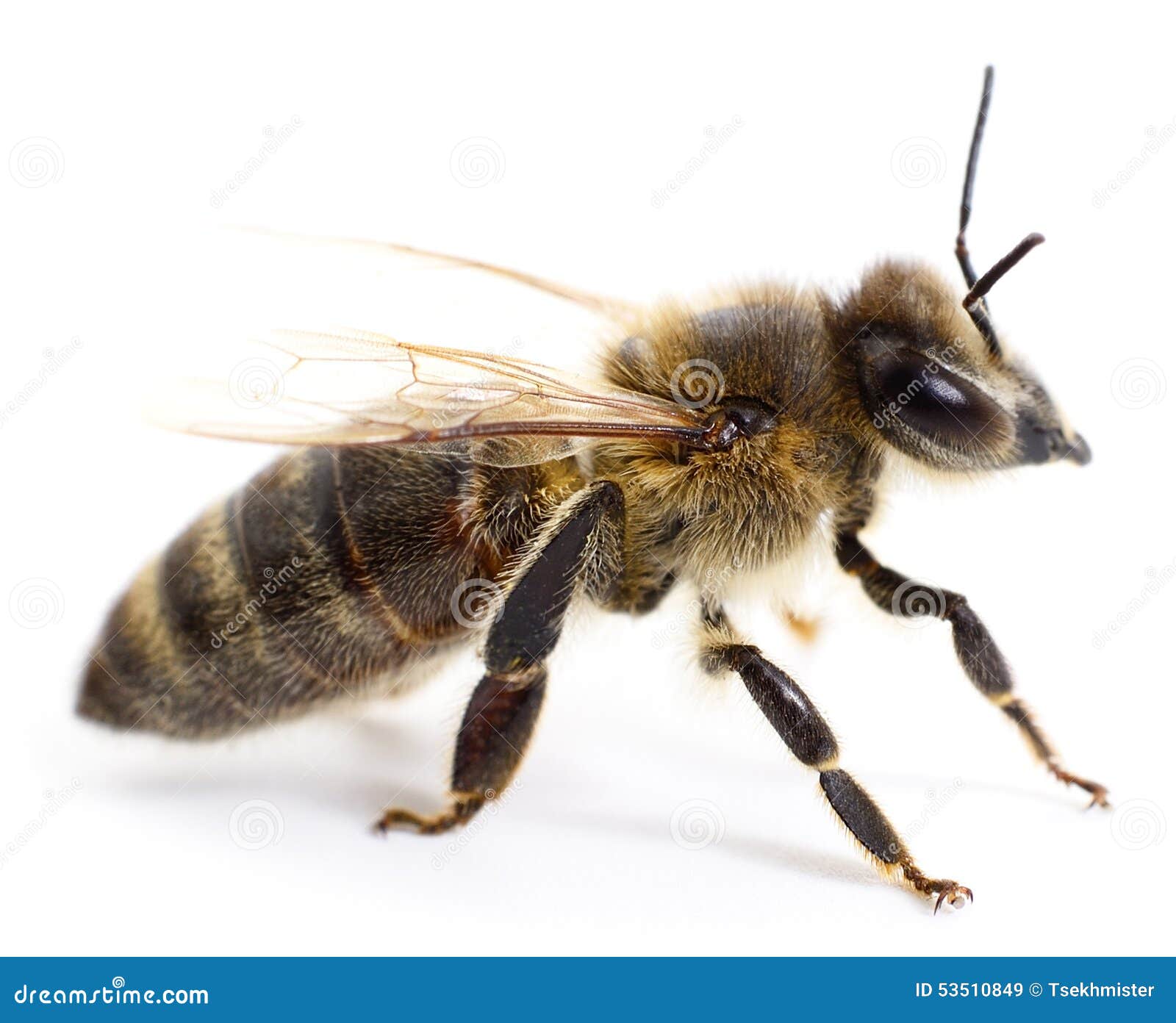 Striped bee. stock image. Image of yellow, zoology, abdomen - 53510849