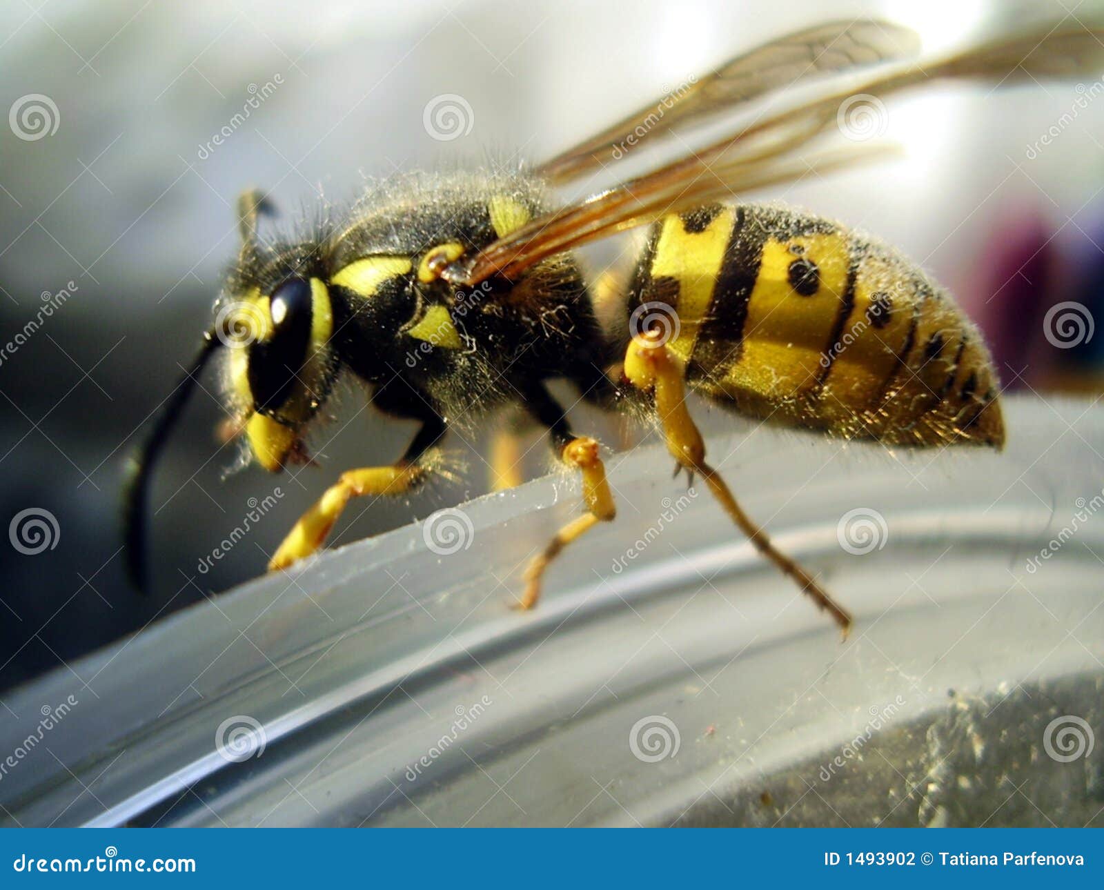A Striped Bee Sitting on Edge Stock Photo - Image of eyes, orange: 1493902