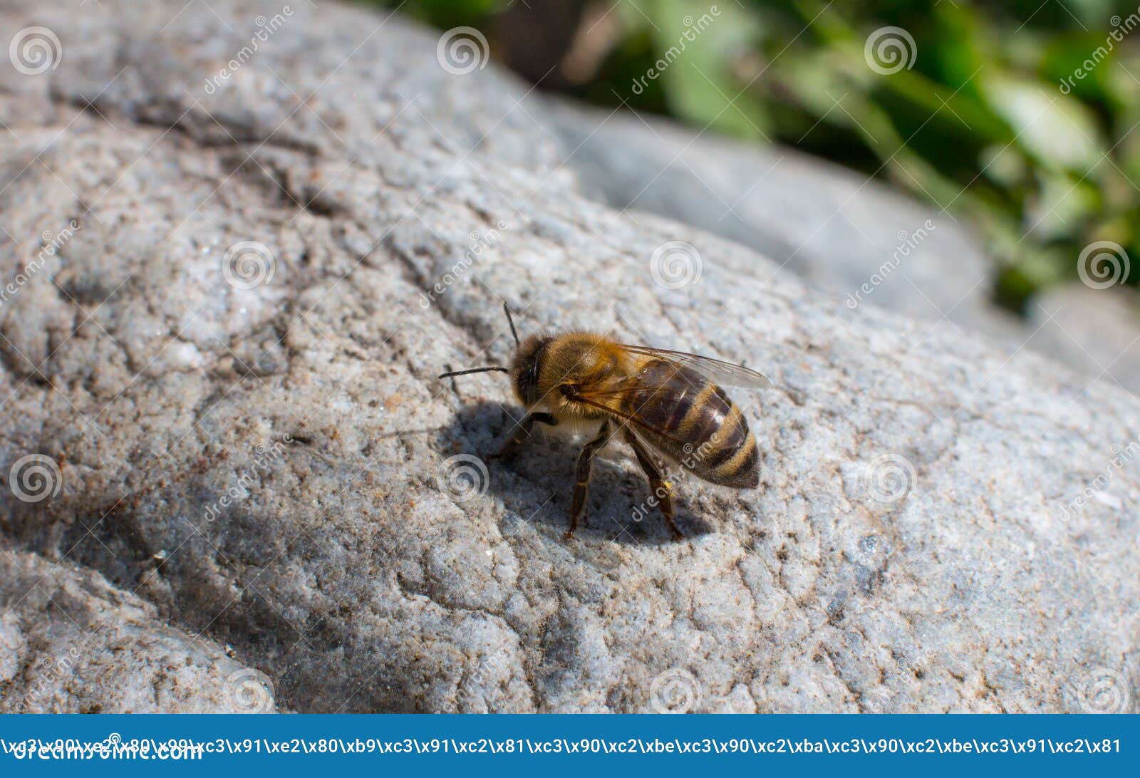 A Striped Bee on a White Stone. Stock Photo - Image of white, stone ...