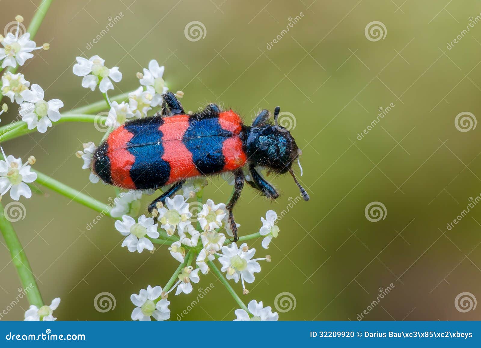 Striped beetle stock photo. Image of flower, meadow, beauty - 32209920
