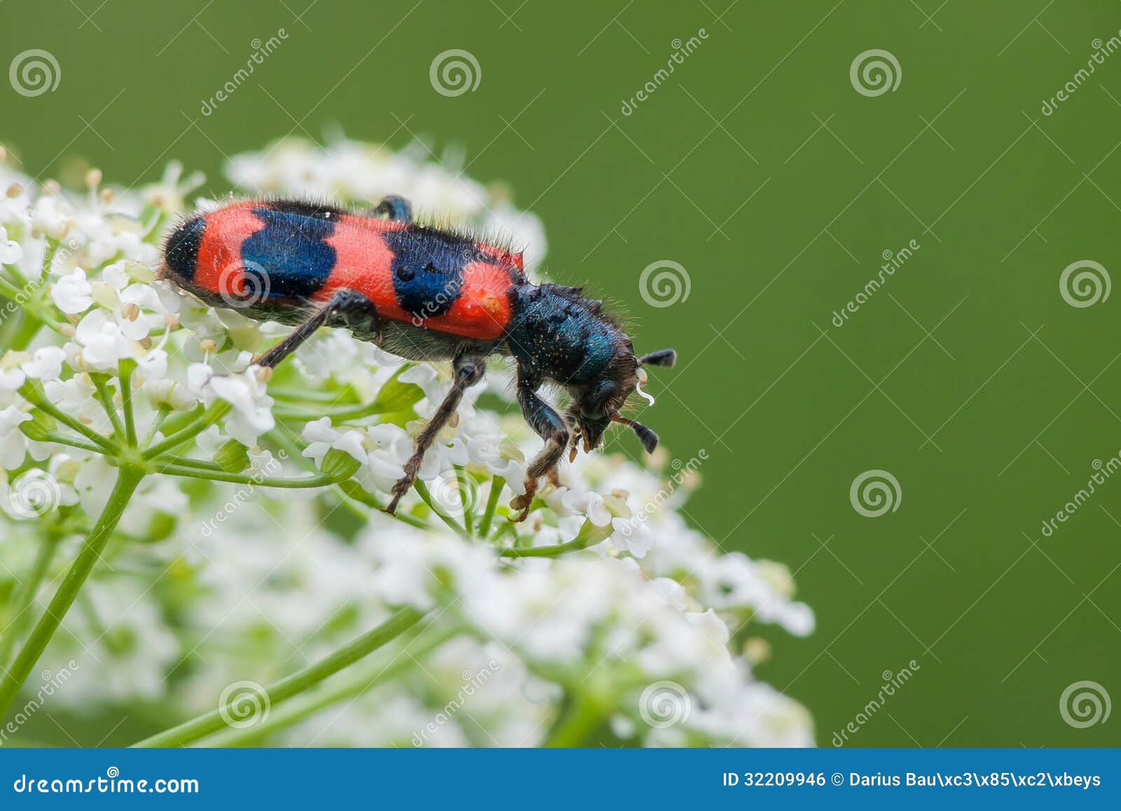 Striped beetle stock photo. Image of wildlife, beautyful - 32209946