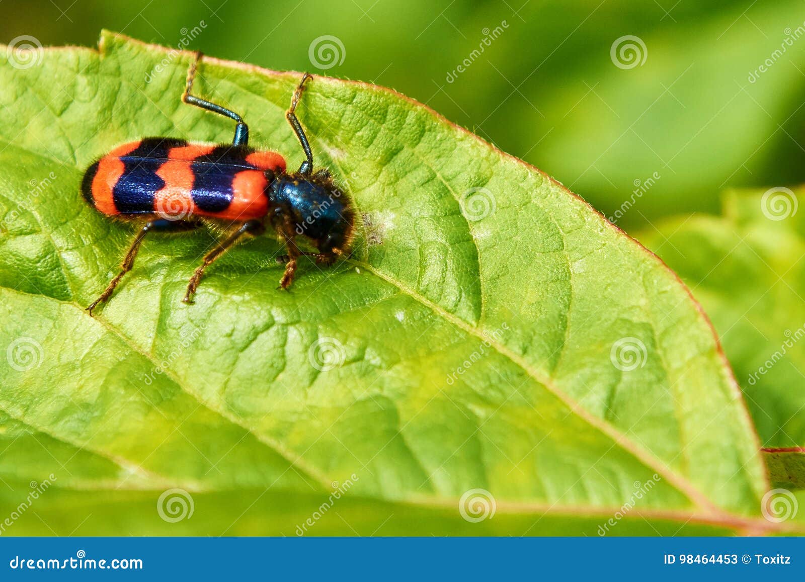 Striped Beetle Green Foliage Forest Stock Photos - Free & Royalty-Free ...