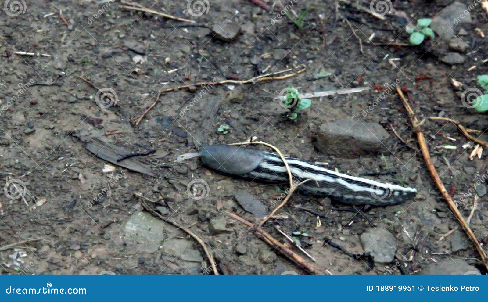 A striped big slug stock video. Video of mollusca, slug - 188919951