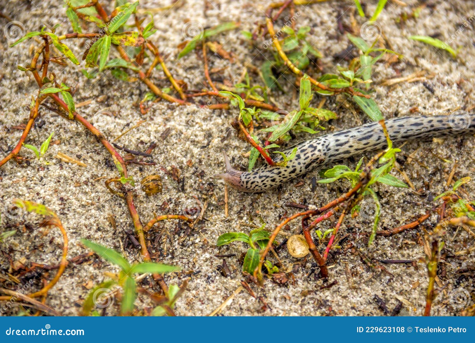 A striped big slug stock photo. Image of animal, antenna - 229623108