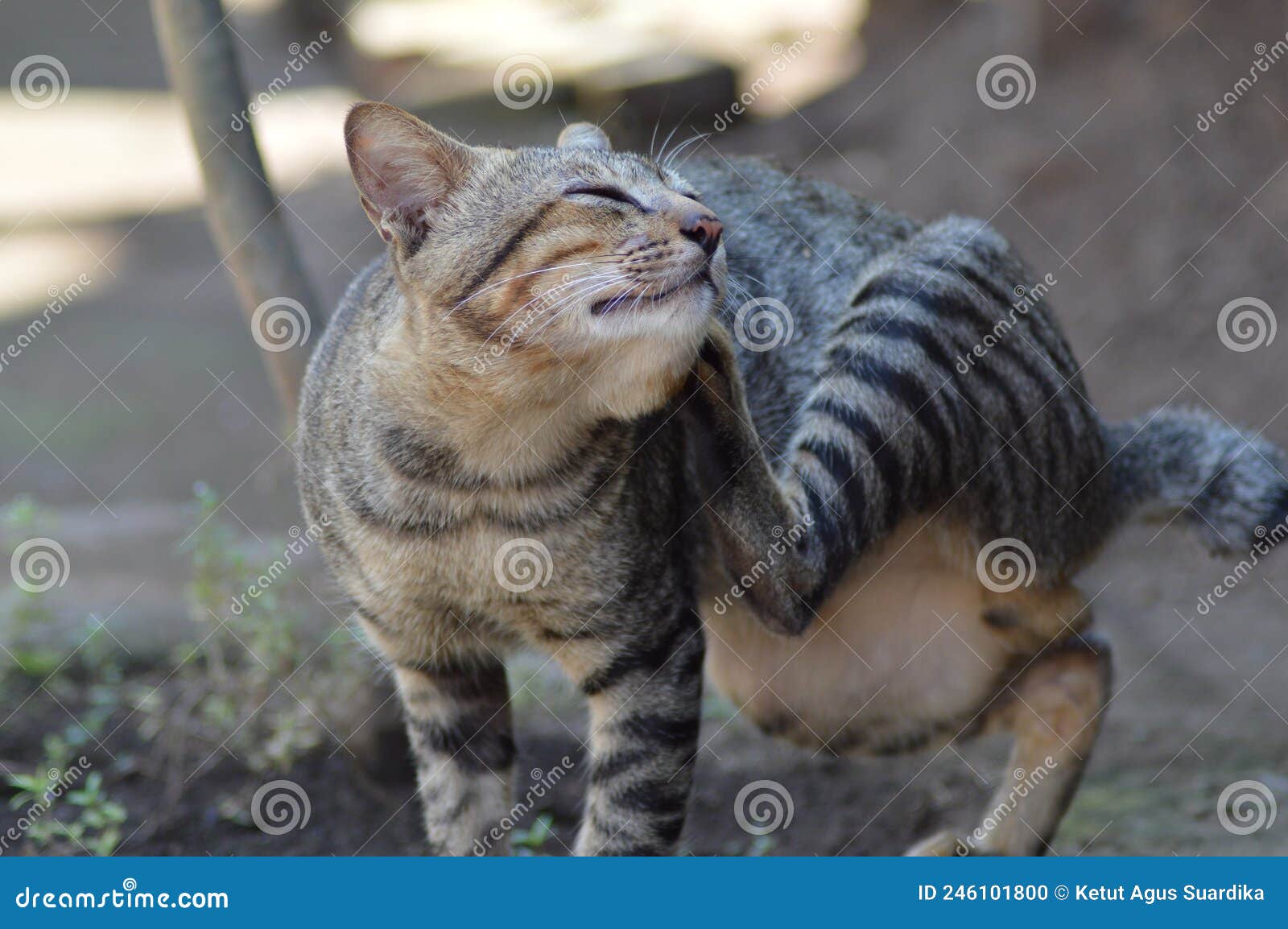 Striped Black Tomcat Scratching His Head in Yard Stock Photo - Image of ...