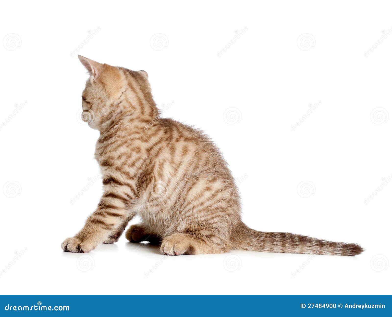 Striped British Kitten Rear or Back View Stock Photo - Image of ...