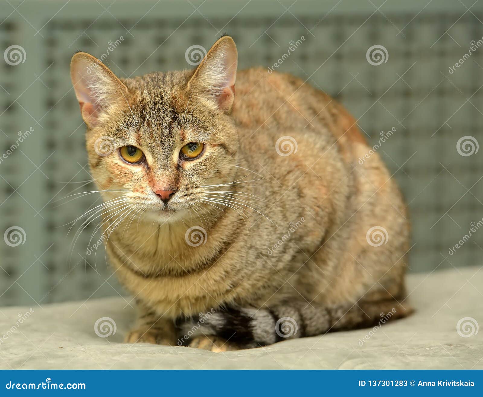 Striped with brown cat stock image. Image of furry, eyes - 137301283