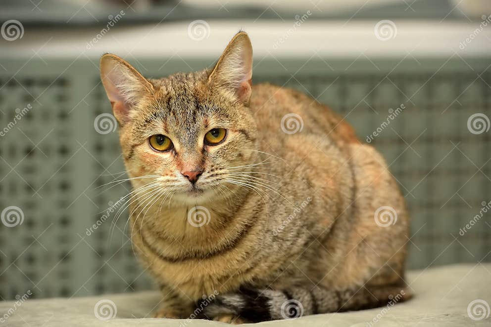 Striped with brown cat stock photo. Image of animal - 137301380