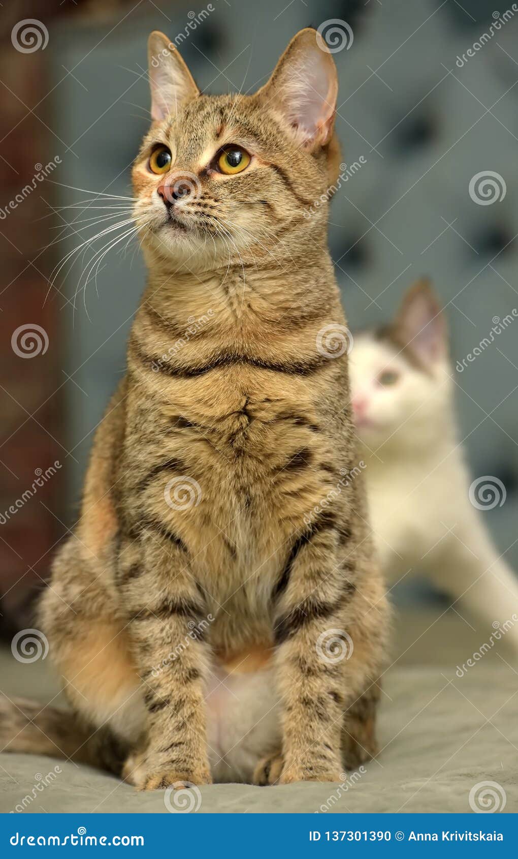 Striped with brown cat stock photo. Image of indoors - 137301390