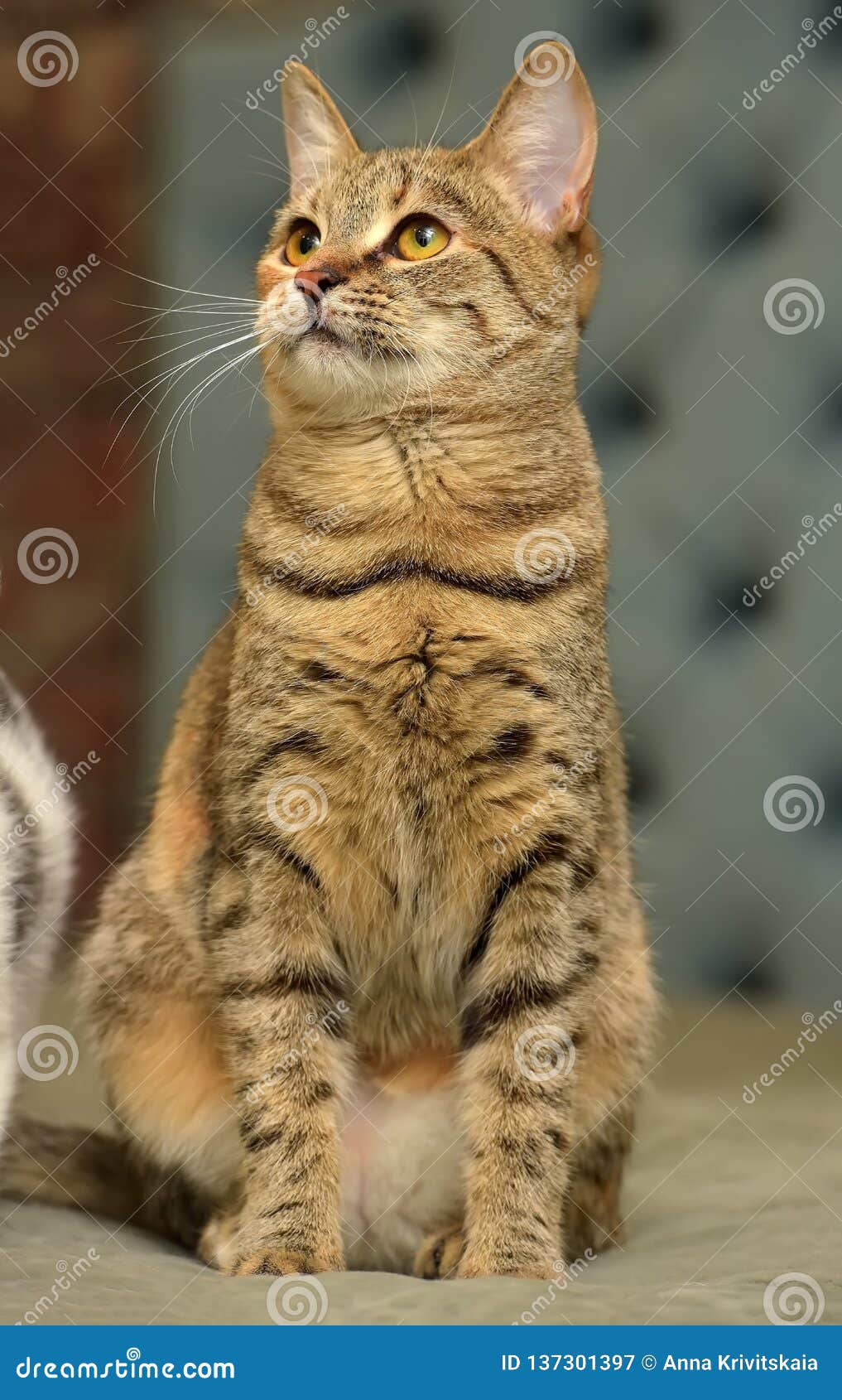 Striped with brown cat stock image. Image of face, brown - 137301397