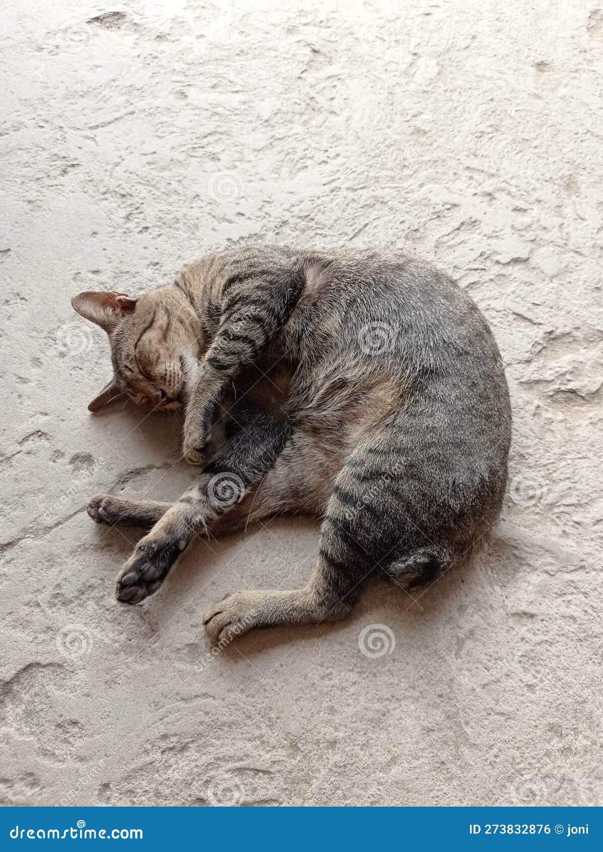 Striped Brown Cat Taking a Nap on a Hot Day Stock Photo - Image of ...