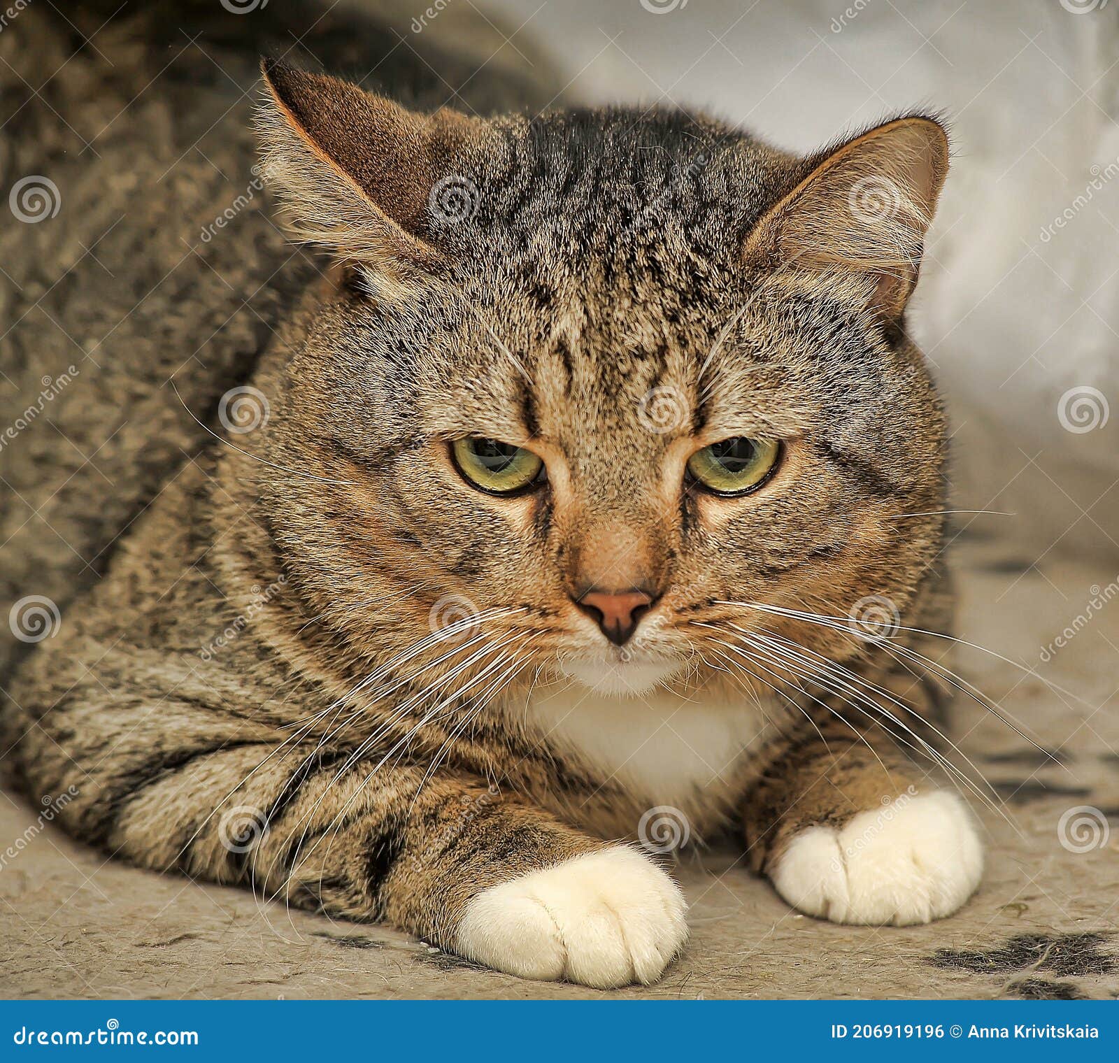 Striped Brown Cat with White Paws Lies Stock Photo - Image of full ...