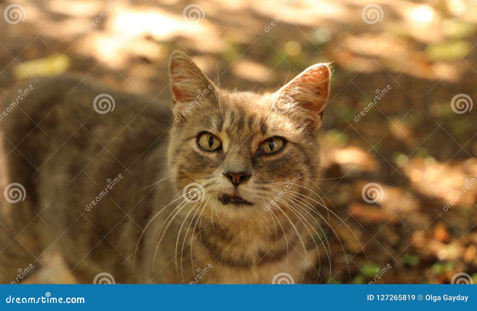 Striped brown cat stock image. Image of nature, furry - 127265819